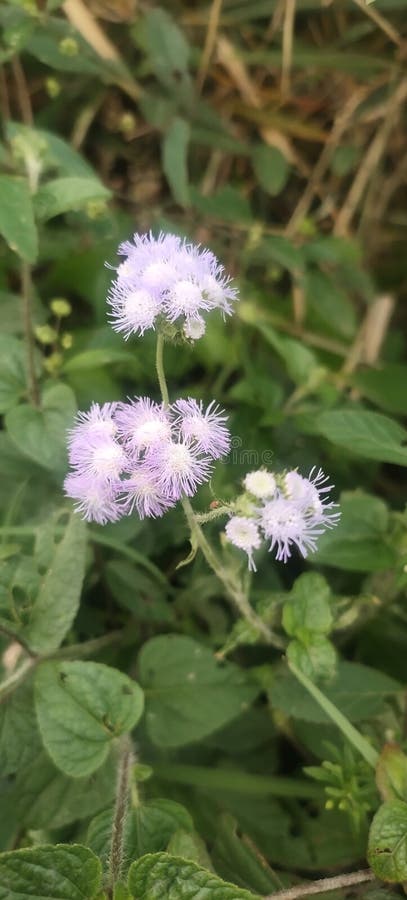 Purple wildflower stock photo. Image of fruit, flower - 270032798