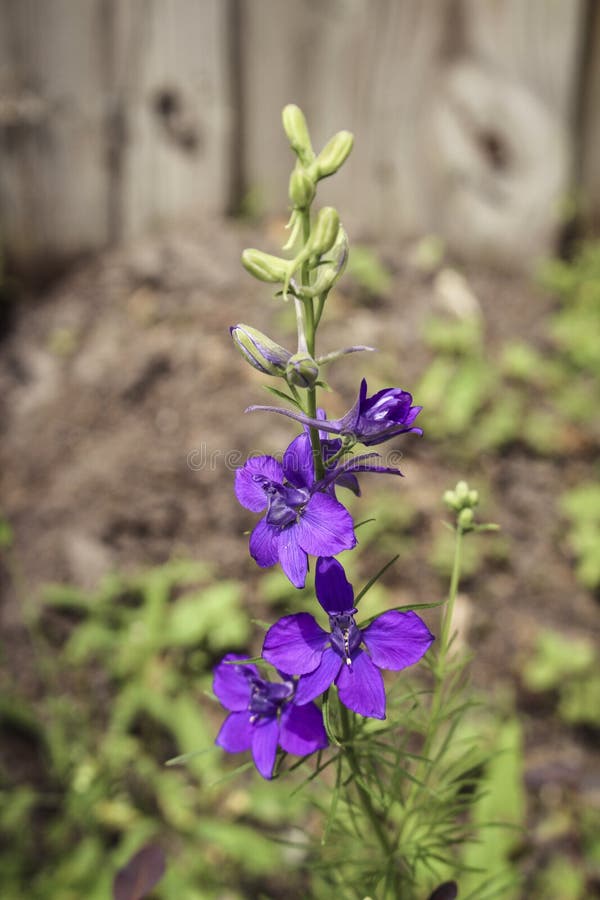 Purple Wildflower stock image. Image of outdoors, plant - 79625419