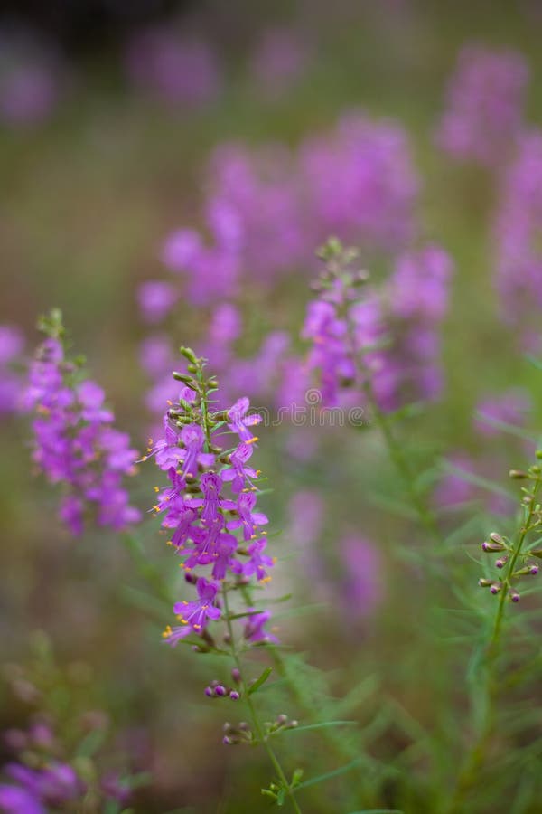 Types Of Purple Wildflowers