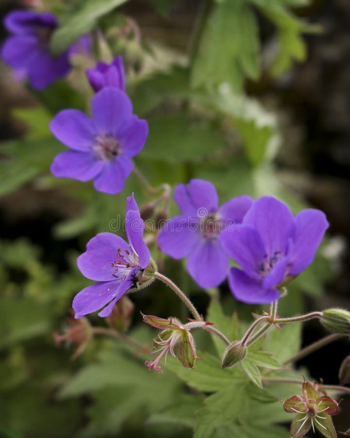 Purple Wildflowers stock photo. Image of garden, grass - 43495740