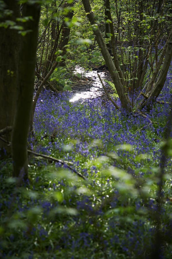 Purple Wildflowers in Forest Stock Photo - Image of wooded, purple ...
