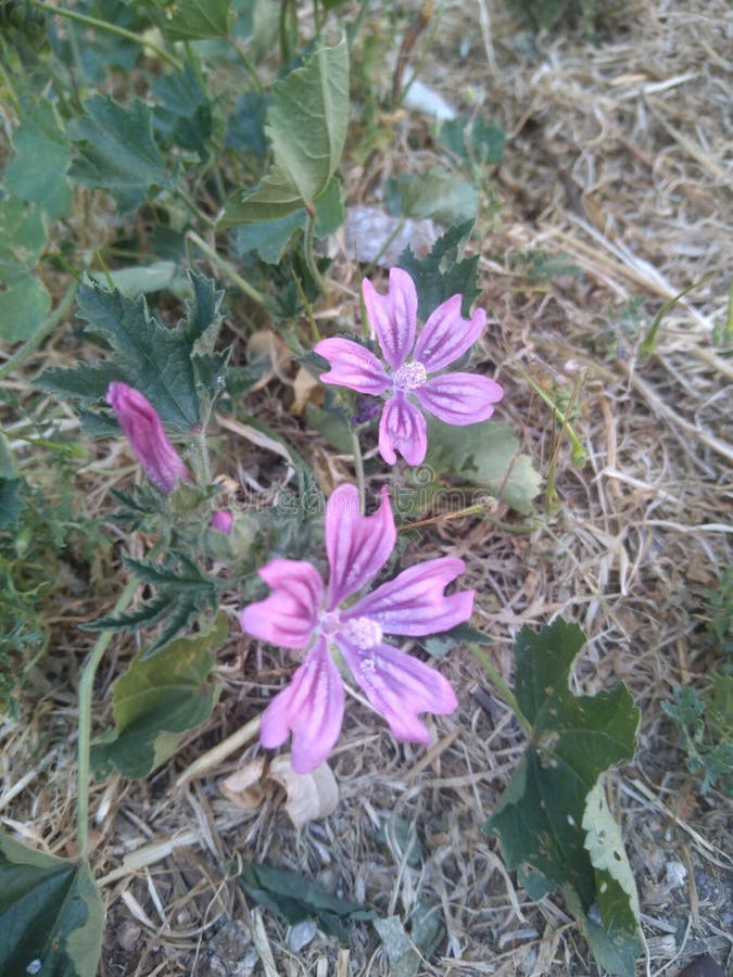 Purple wildflowers natural stock photo. Image of wildflowers - 344914184