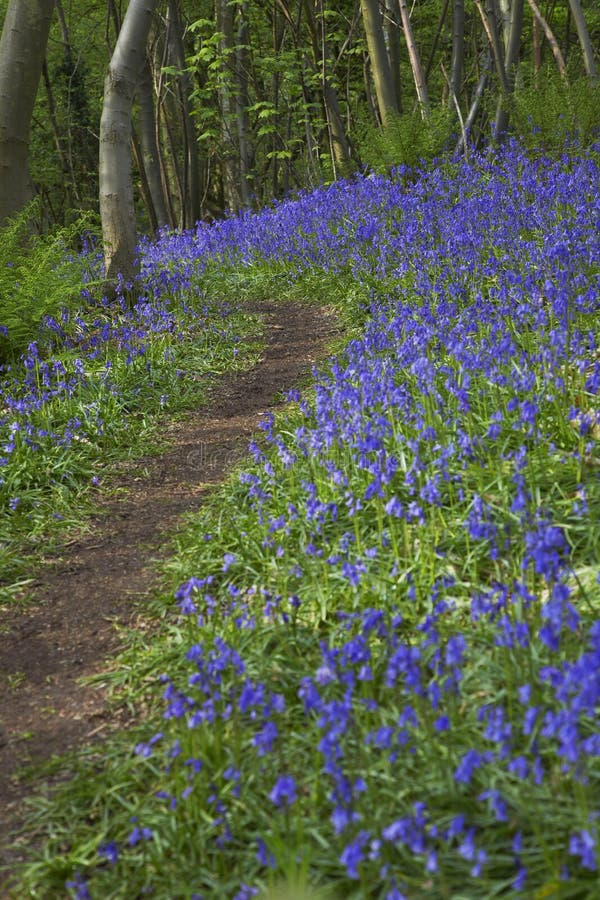 Purple Wildflowers on Path stock image. Image of walkway - 30849103