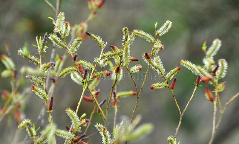 Purple Willow (Salix Purpurea) Grows in Nature Stock Photo - Image of ...