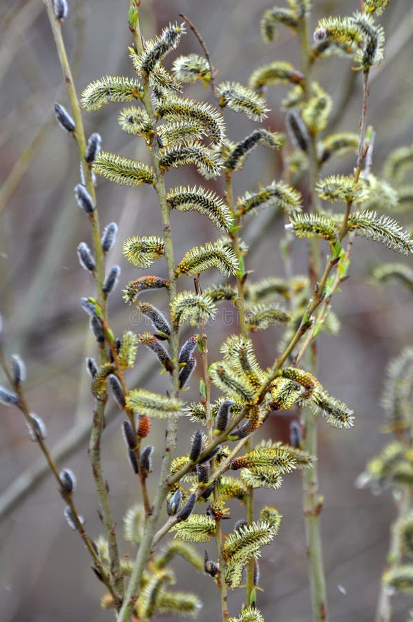 Purple Willow (Salix Purpurea) Grows in Nature Stock Photo - Image of ...