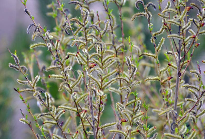 Purple Willow (Salix Purpurea) Grows in Nature Stock Image - Image of ...