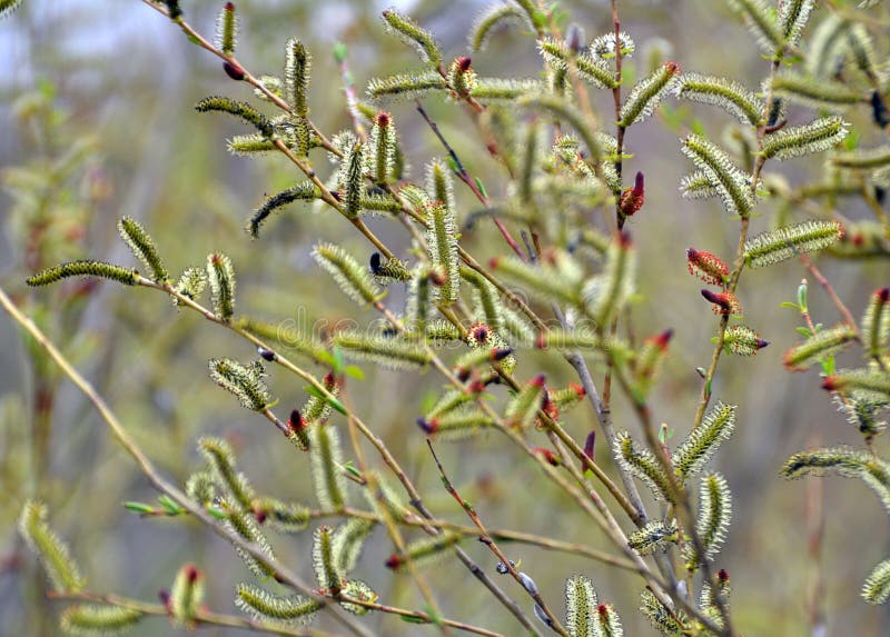Purple Willow (Salix Purpurea) Grows in Nature Stock Photo - Image of ...