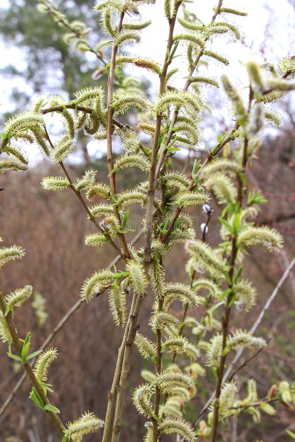 Purple Willow (Salix Purpurea) Grows in Nature Stock Photo - Image of ...