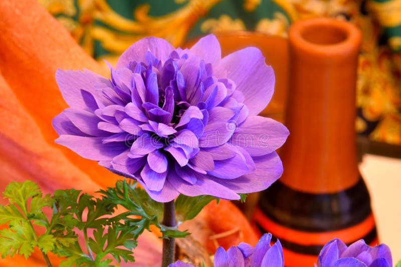 Purple Windflower on Orange 03 Stock Image - Image of anemome, petals ...