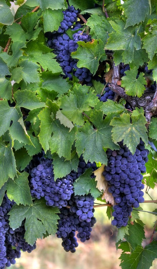Purple wine grapes stock image. Image of food, grow, wine - 13535411