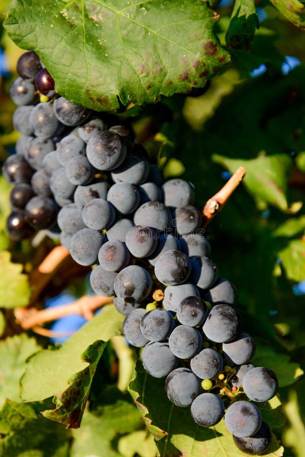Purple Wine Grapes in a Vineyard Stock Image - Image of nature, vines ...