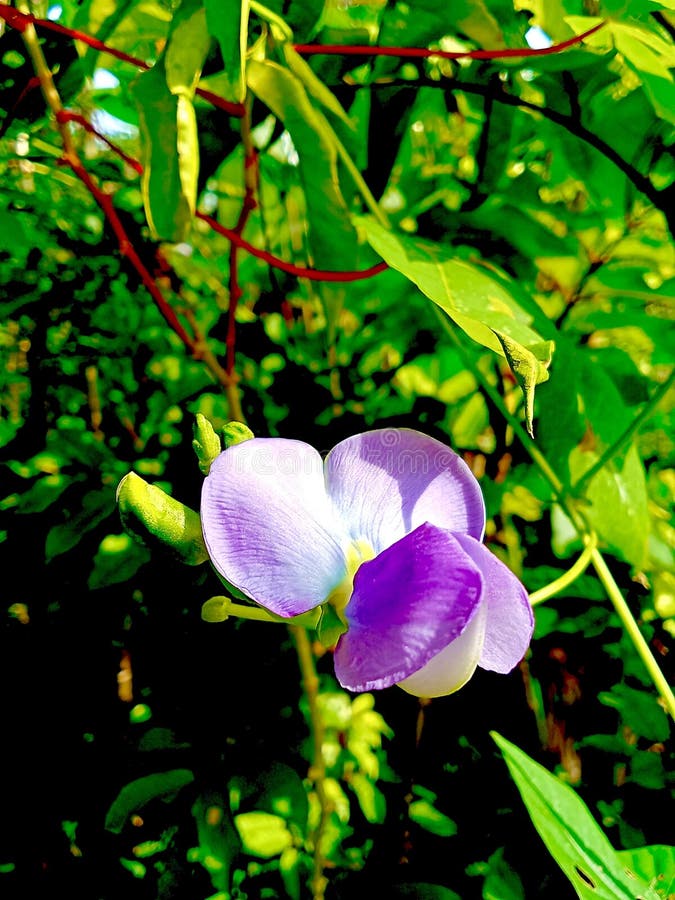 Purple winged bean flower stock image. Image of green - 380561029
