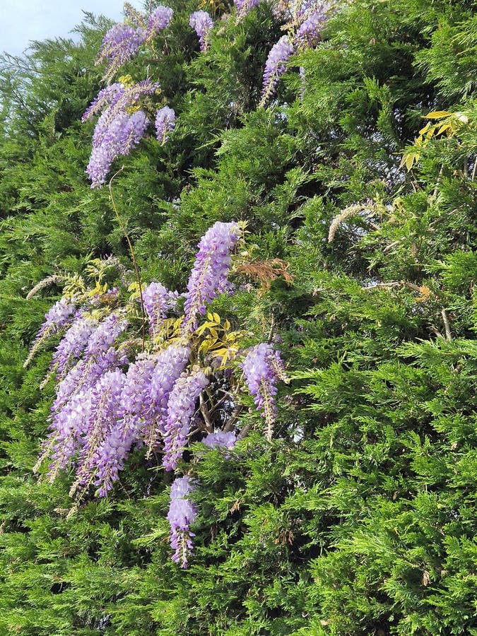 Purple Wisteria Bloom on Green Wall Stock Image - Image of wall, aesthetic: 387750167