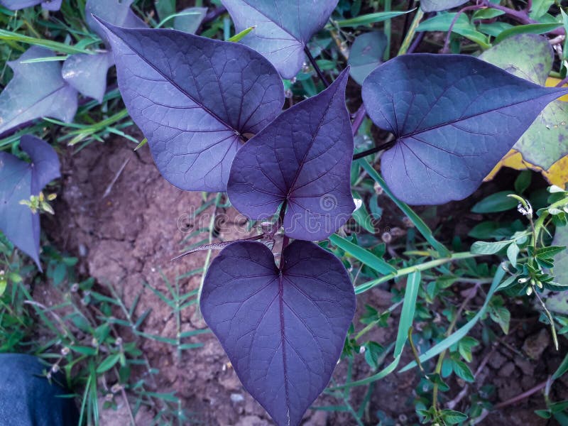 Purple yam tree on farm stock photo. Image of herb, leaf - 233352242
