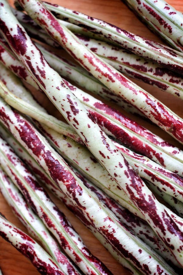 Purple yard long bean stock image. Image of healthy, nature - 33056125