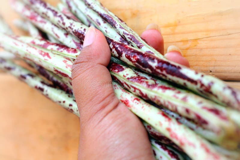 Purple yard long bean stock photo. Image of stainless - 33056194