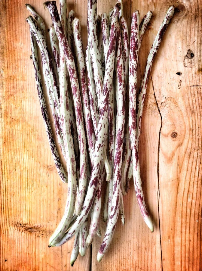 Purple yard long bean stock photo. Image of protein, fresh - 33058594