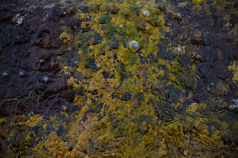 Purple and Yellow Bottom of the Sea in Shallow Stock Image - Image of ...