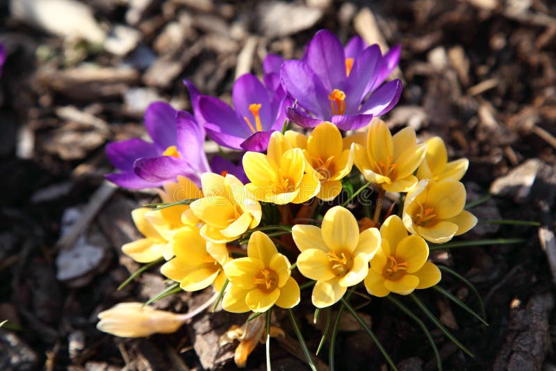 Purple and Yellow Spring Crocus Flowers Stock Photo - Image of blossoms ...