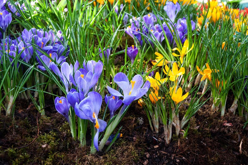 Beautiful Spring Crocus Flowers Stock Image - Image of bouquet ...