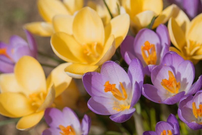 The Purple and Yellow Crocus Flowers Stock Photo - Image of bloom ...