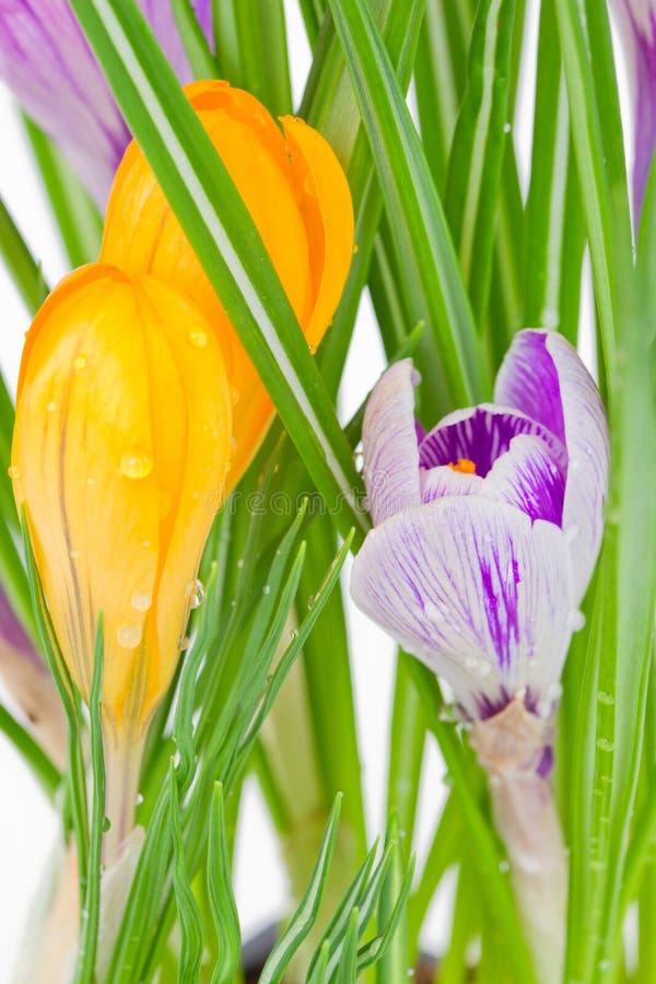 Purple and Yellow Crocuses Close Up Stock Image - Image of color ...