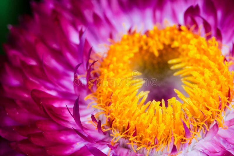 Purple and Yellow Flower in Spring Stock Image - Image of beautiful ...
