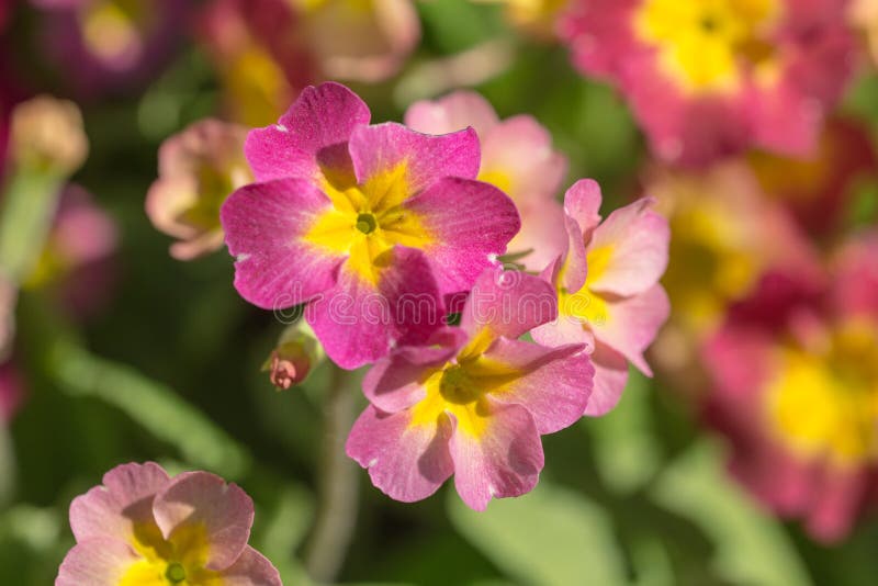 Purple and yellow primrose stock image. Image of primrose - 71346419