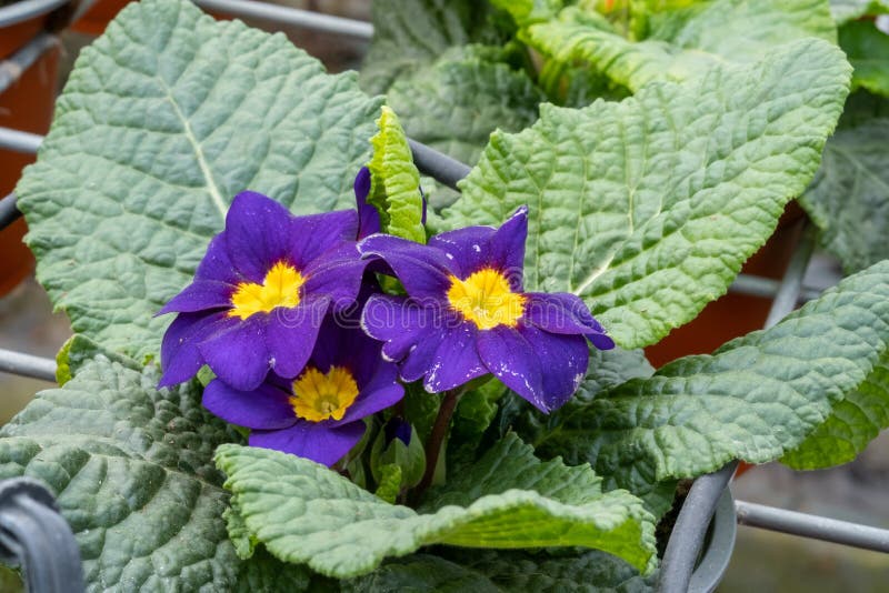 Purple Yellow Primula Sold at the Greenhouse Stock Image - Image of ...