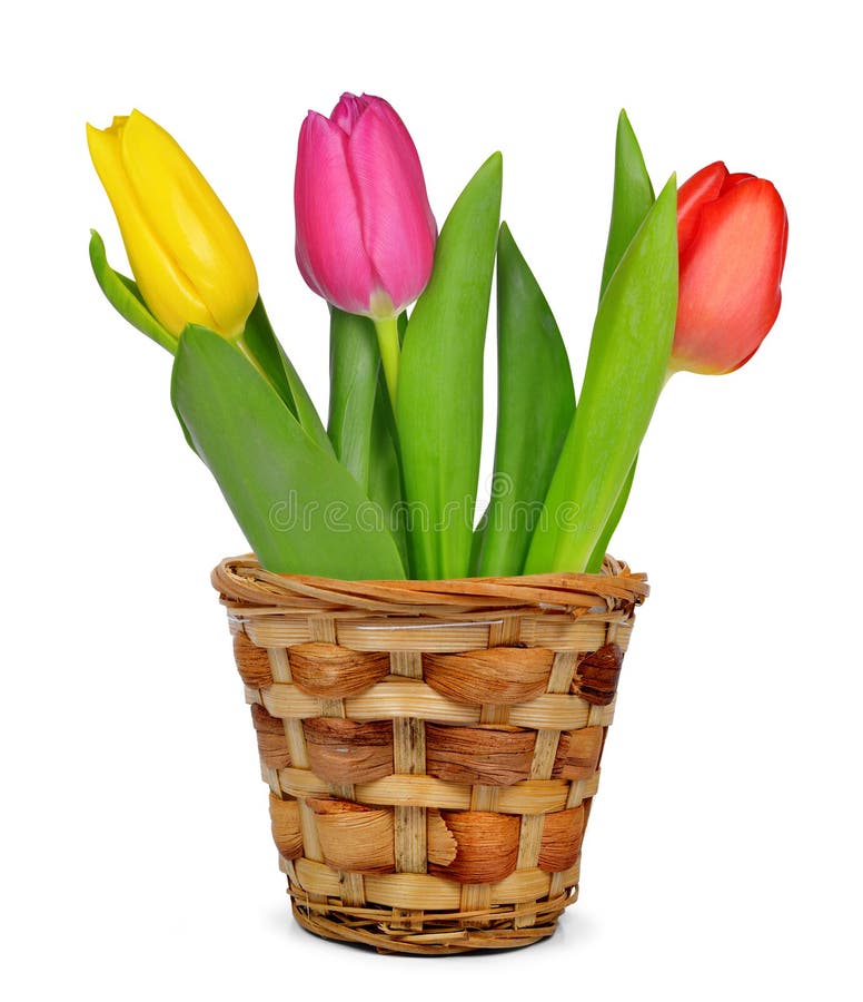 Purple, Yellow and Red Tulips Stock Photo - Image of fresh, floral ...