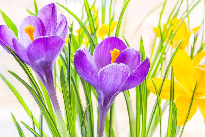 Purple crocus close up stock photo. Image of colorful - 38937632