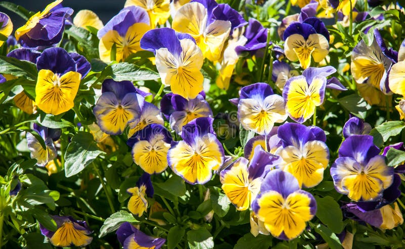 Purple and Yellow Spring Flowers in the Sun Stock Image - Image of ...