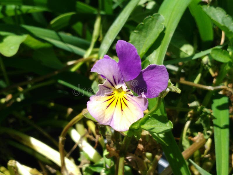Purple yellow viola stock photo. Image of garden, beautiful - 93790628