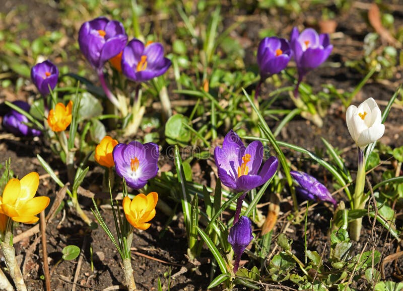 Purple, Yellow and White Crocus Vernus Spring Crocus, Giant Crocus in ...