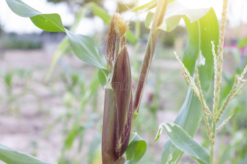 Purple Young Corn on Tree with Sunlight. Stock Photo - Image of crop ...