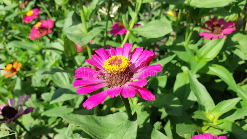 Purple Zinnia Elegans Flowers Garden Stock Image - Image of flowers ...