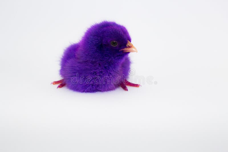 Purplechicken Stock Photos - Free & Royalty-Free Stock Photos from ...