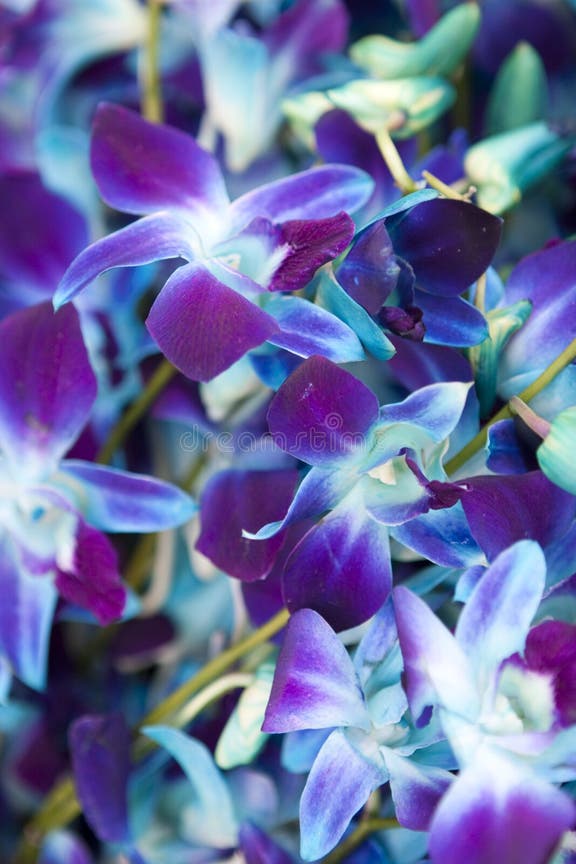 Purplish Blue Orchids stock image. Image of beautiful - 11729893