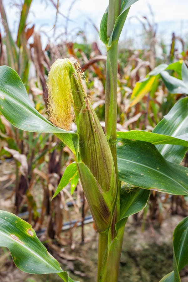 Green corn field stock photo. Image of crop, growth, corn - 33270564