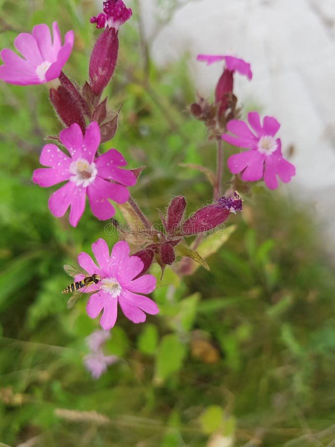 Purple Buggy Flowers stock photo. Image of wasp, nature - 200616908