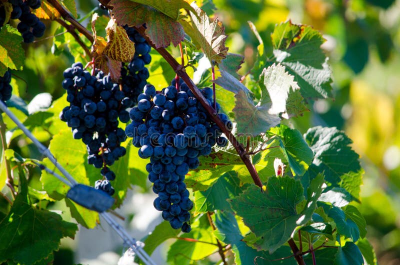 Purpurrote Trauben Auf Einer Rebe Stockfoto - Bild von trauben, nave ...