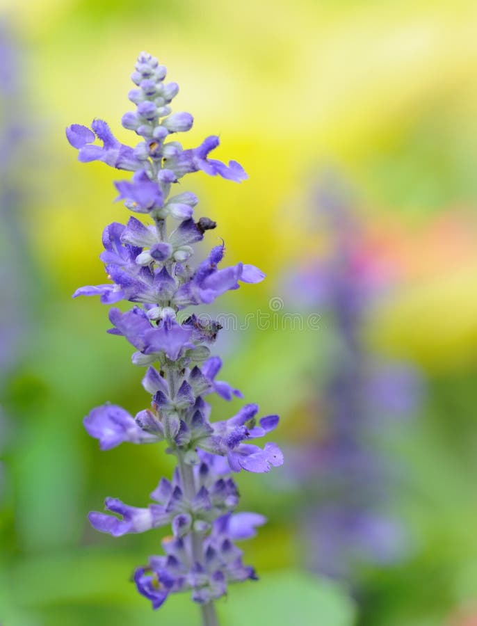 Purpurrote Und Gelbe Anlagen Stockbild - Bild von blumen, frühling ... Purpurrote Und Gelbe Anlagen Stockbild - Bild von blumen, frühling ...