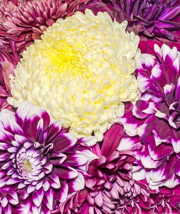 Purpurrote Und Gelbe Blumen Der Chrysantheme Und Des Dhalia, Details ... Purpurrote Und Gelbe Blumen Der Chrysantheme Und Des Dhalia, Details ...
