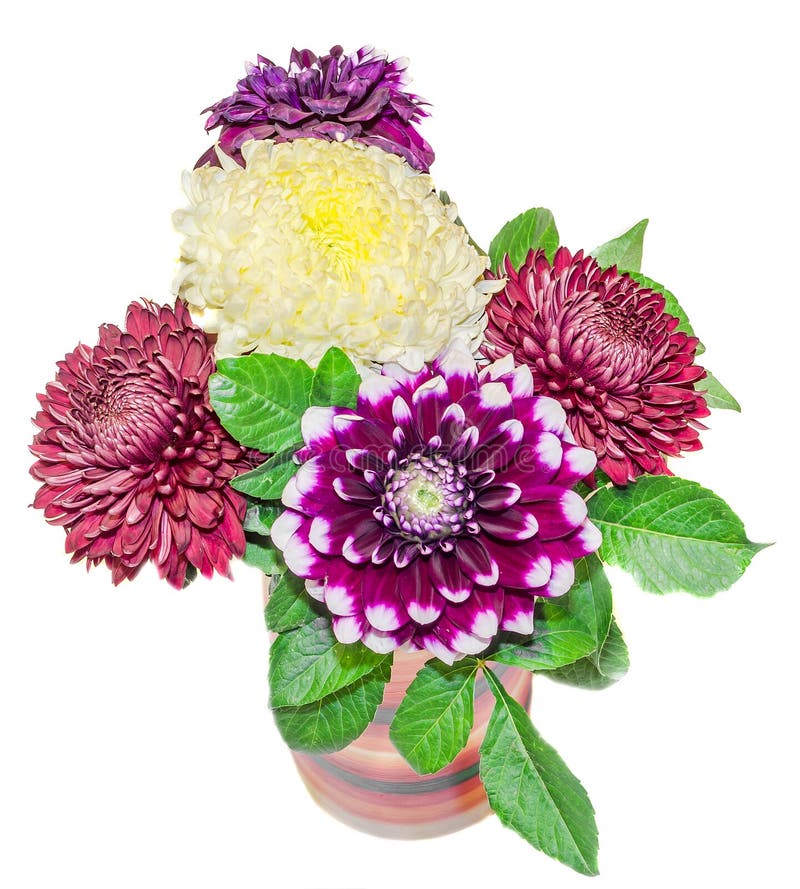 Purpurrote Und Gelbe Blumen Der Chrysantheme Und Des Dhalia, Details ... Purpurrote Und Gelbe Blumen Der Chrysantheme Und Des Dhalia, Details ...