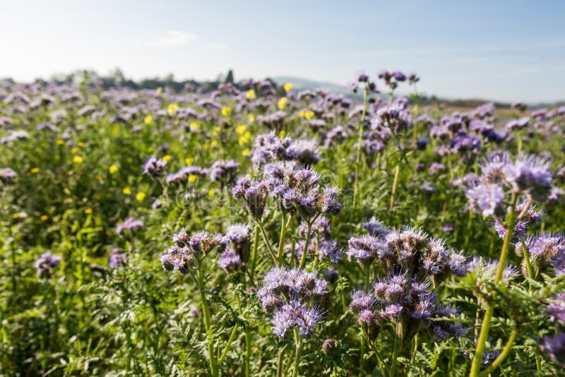 Purpurrote Und Gelbe Blumen-Felder Auf Sunny Day Stockfoto - Bild von ... Purpurrote Und Gelbe Blumen-Felder Auf Sunny Day Stockfoto - Bild von ...