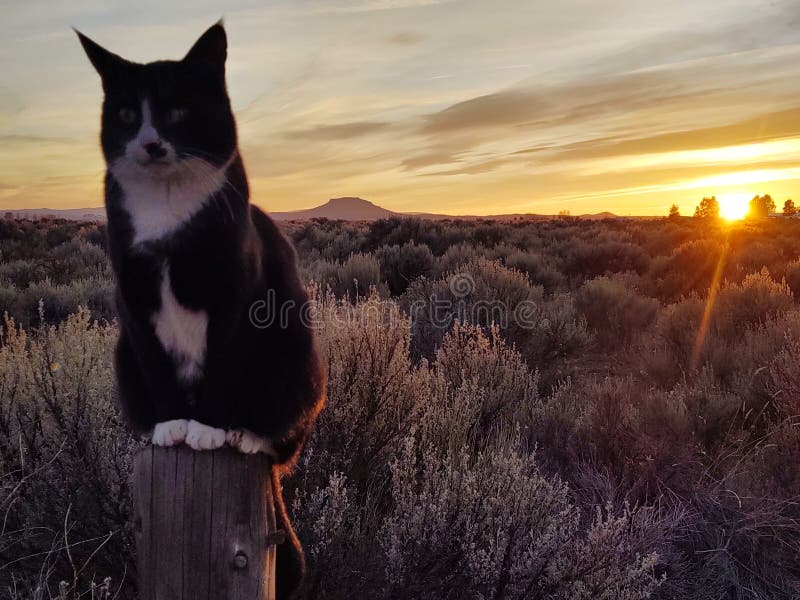 Purrfect spot picked stock image. Image of business - 174168269