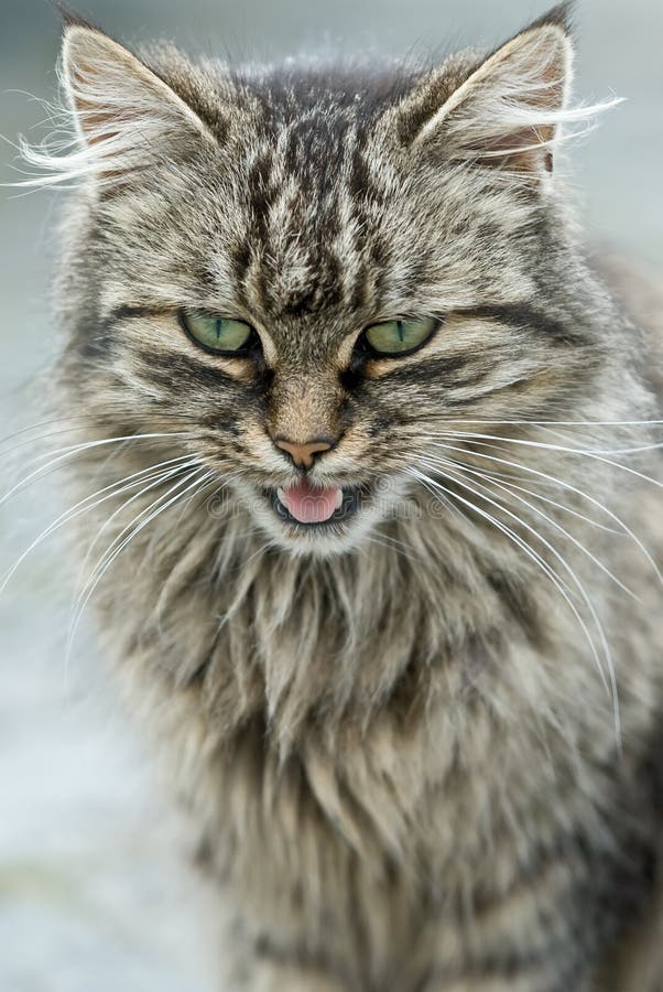 Purring Cat stock photo. Image of green, friend, adorable - 5491636