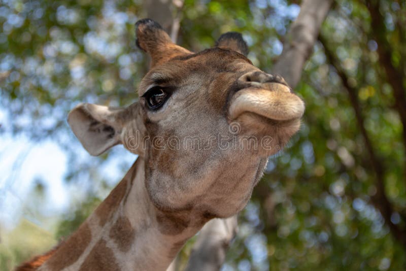Pursed Lips on Giraffe in the Serengeti in Africa Stock Photo - Image ...