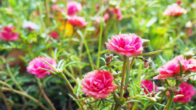 Pursely flowers stock photo. Image of botanical, flowers - 70282348