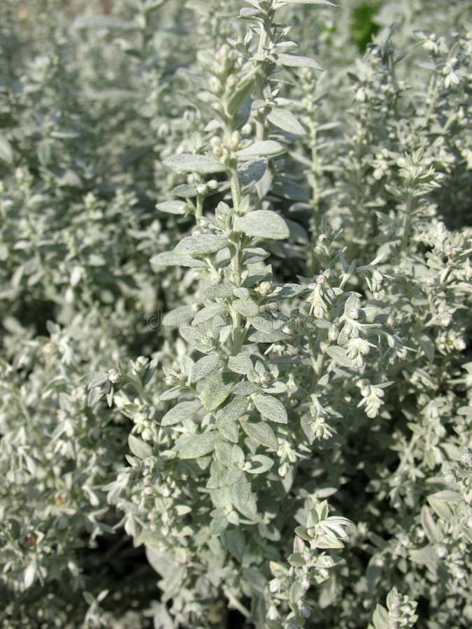 Pursha Wormwood (Artemisia Purshiana) Stock Image - Image of purshiana ...